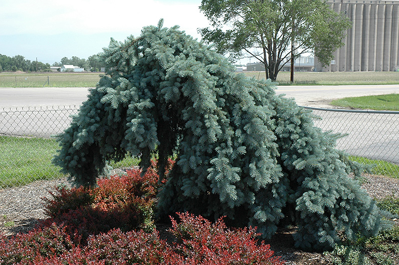Dwarf Weeping Evergreen Trees