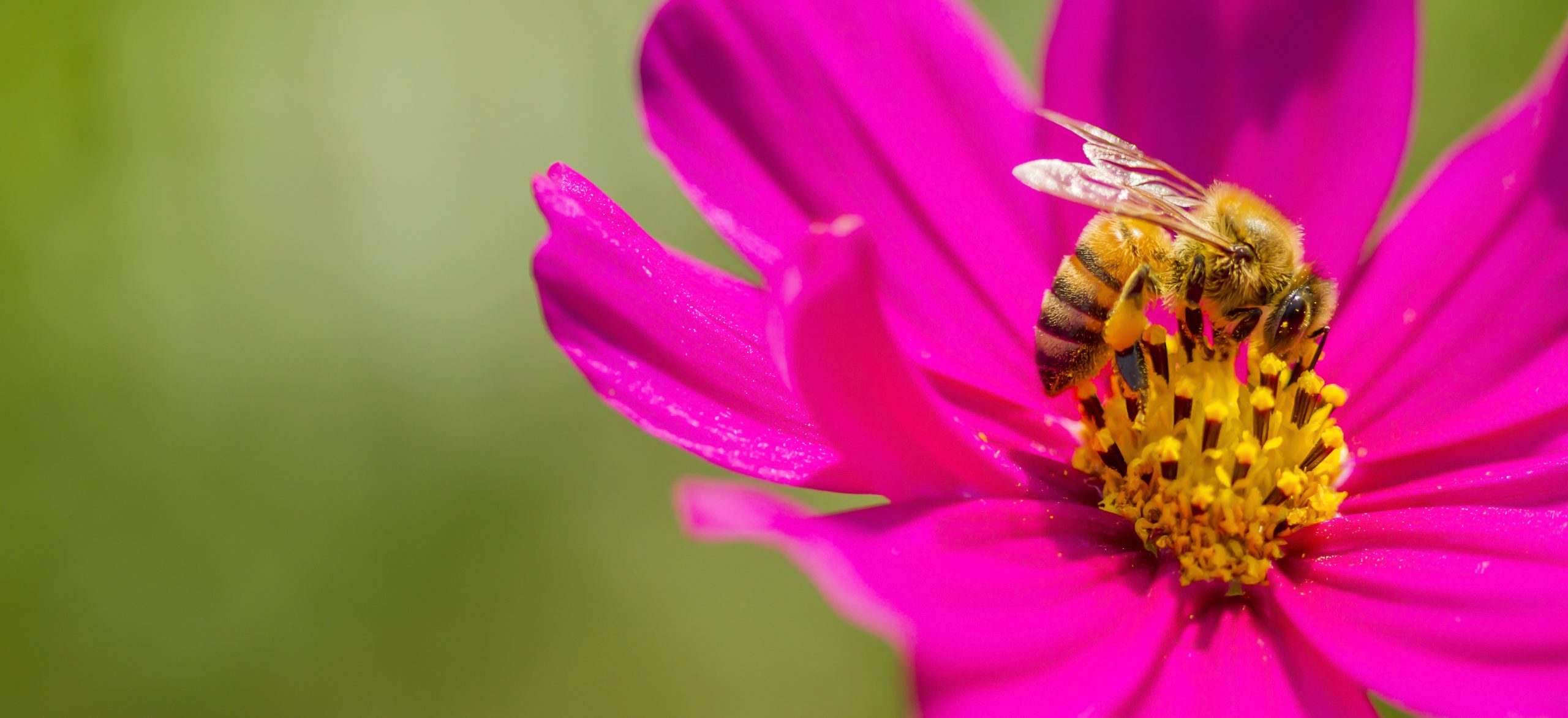 Bee Friendly! - Town and Country Gardens