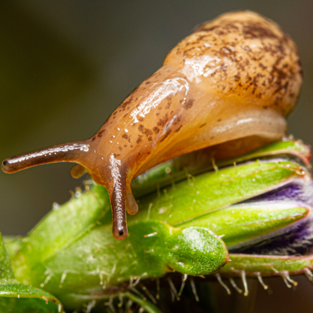 Slugs – Town and Country Gardens