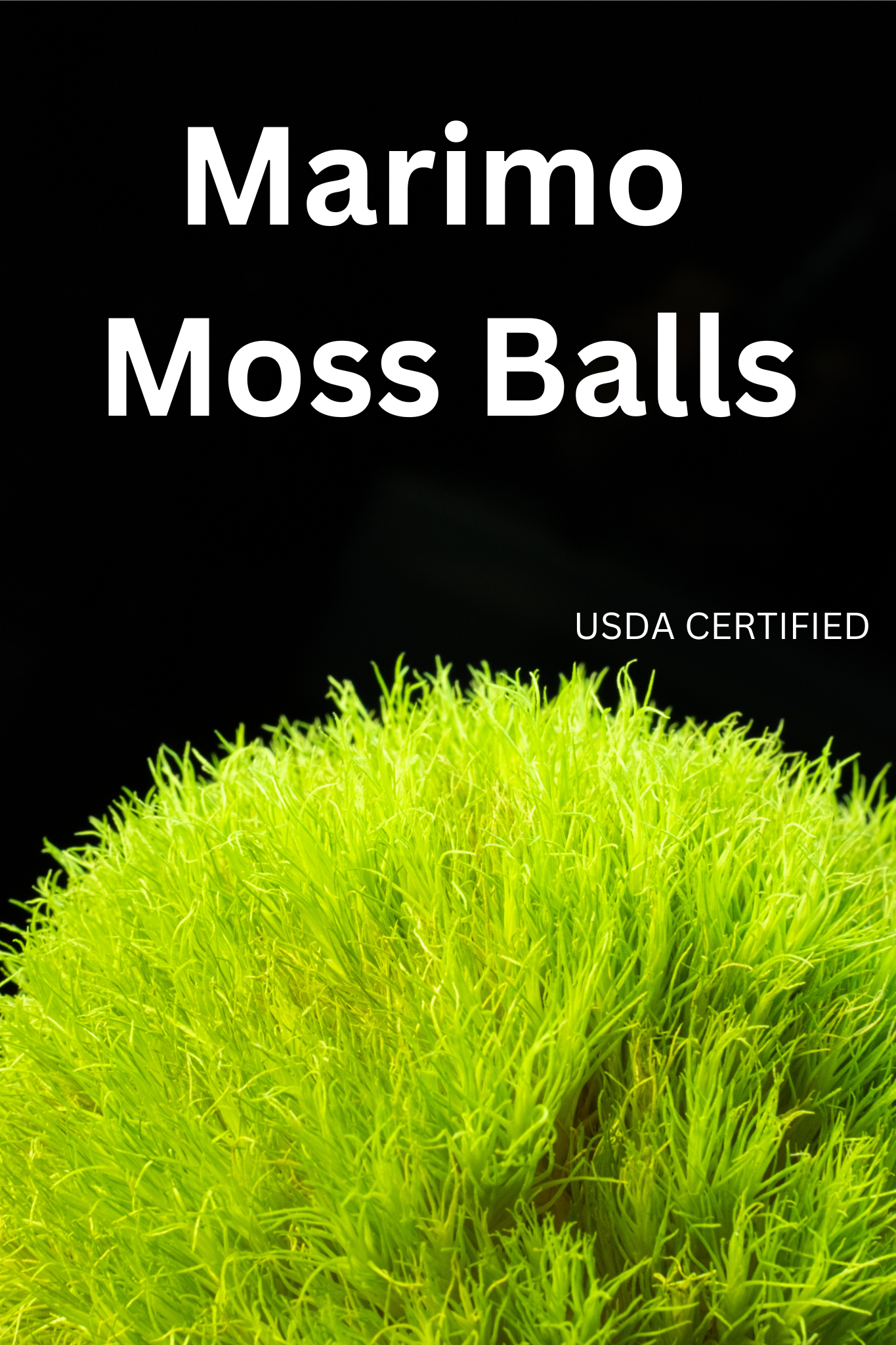 Marimo Moss Balls - Town and Country Gardens