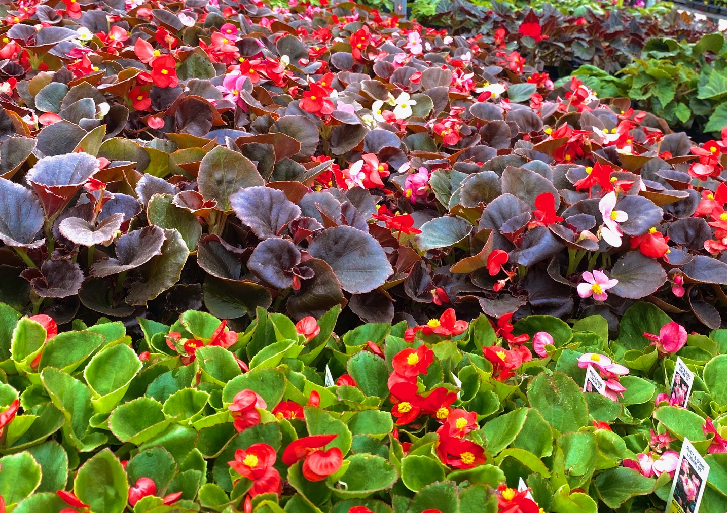 Begonias- The King of Shade - Town and Country Gardens
