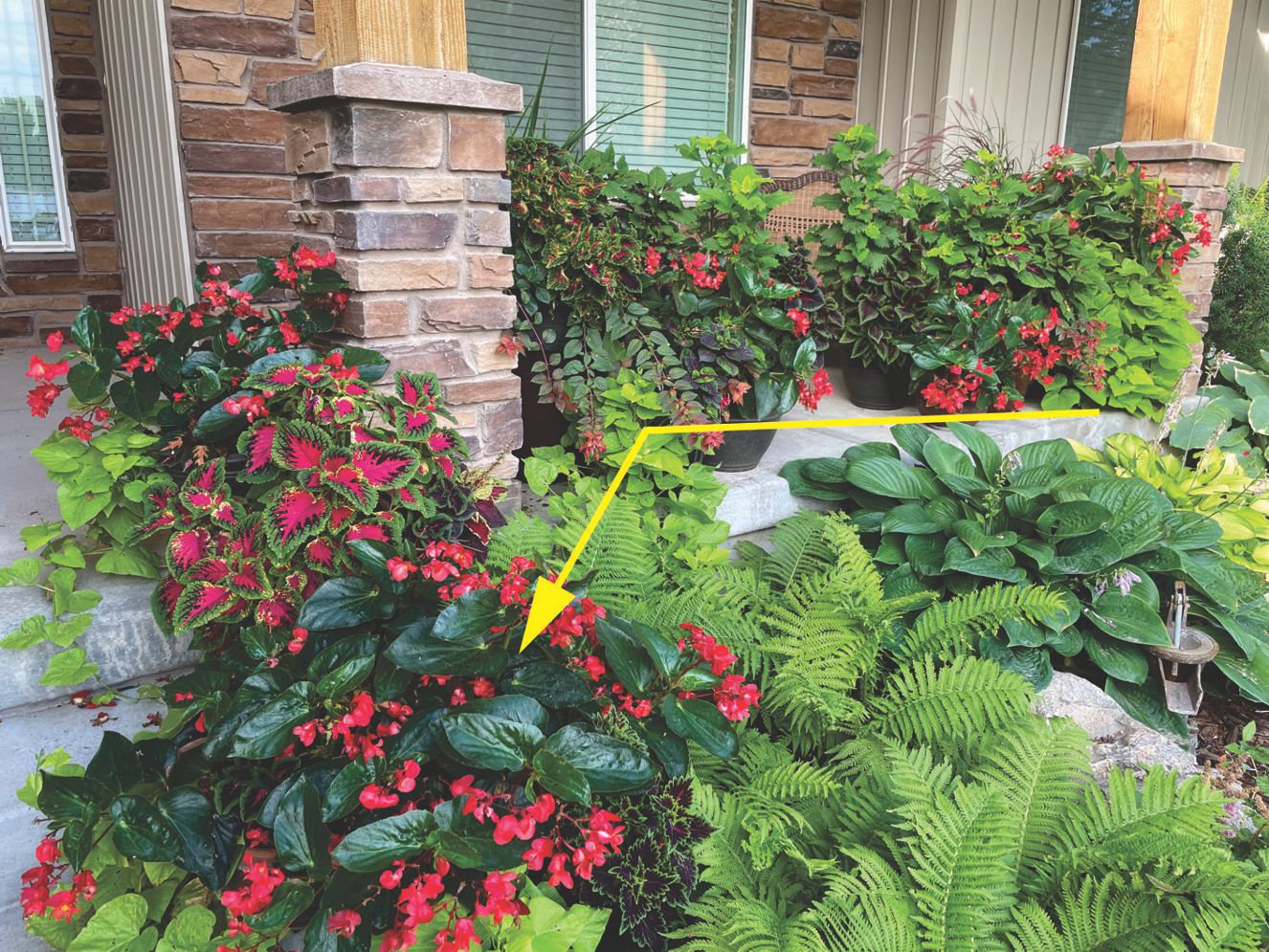 Begonias- The King of Shade - Town and Country Gardens