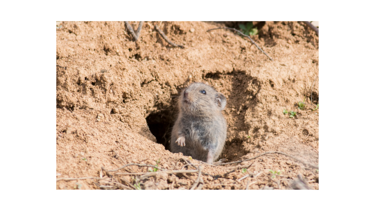 Vole Damage - Town and Country Gardens