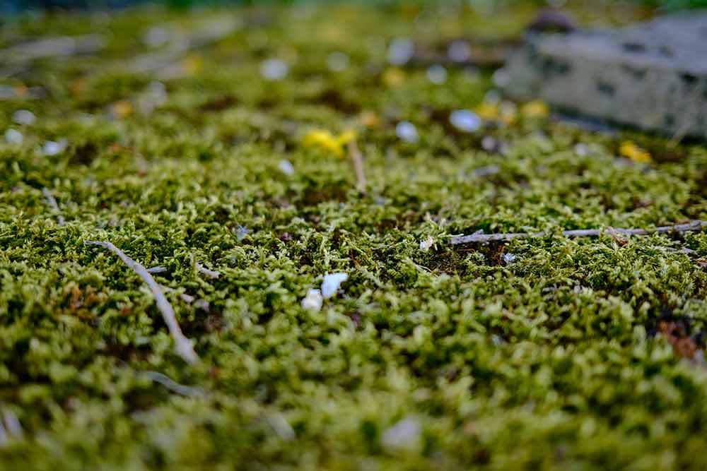 Flower Gardening Basics - Town and Country Gardens