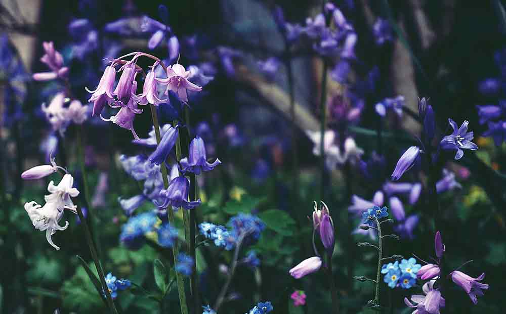 Flower Gardening Basics - Town and Country Gardens